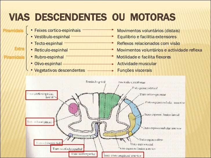 Medula e Nervos Espinhais