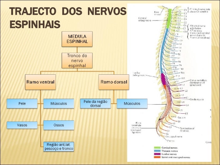 Medula e Nervos Espinhais