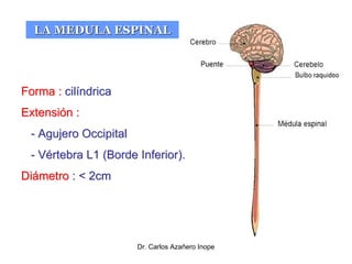 Medula Espinal | PDF