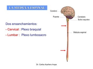 Medula Espinal | PDF