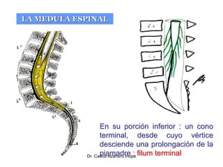 Medula Espinal | PDF