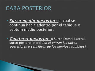 Medula espinal | PPT