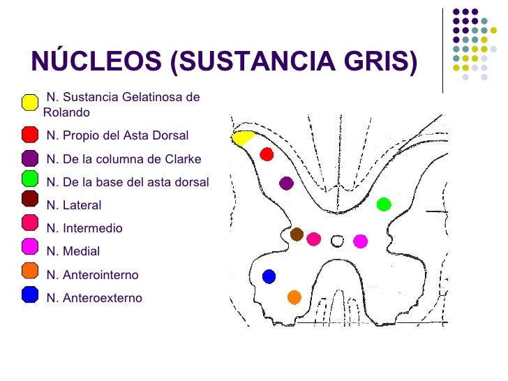 Medula Espinal Alejandrina De Prato (Bm)