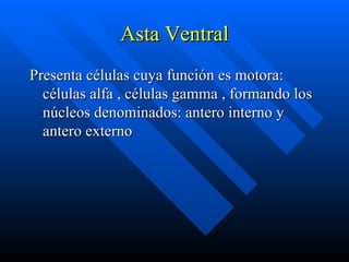 Medula Espinal Power Point | PPT