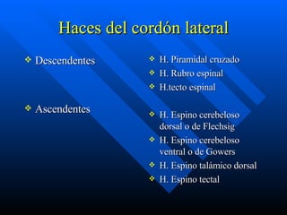 Medula Espinal Power Point | PPT