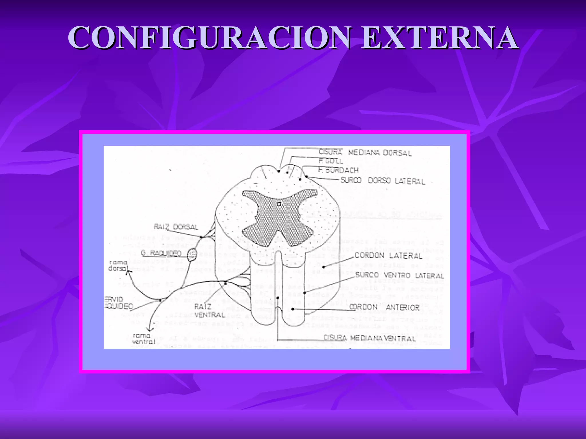 Medula Espinal | PPT