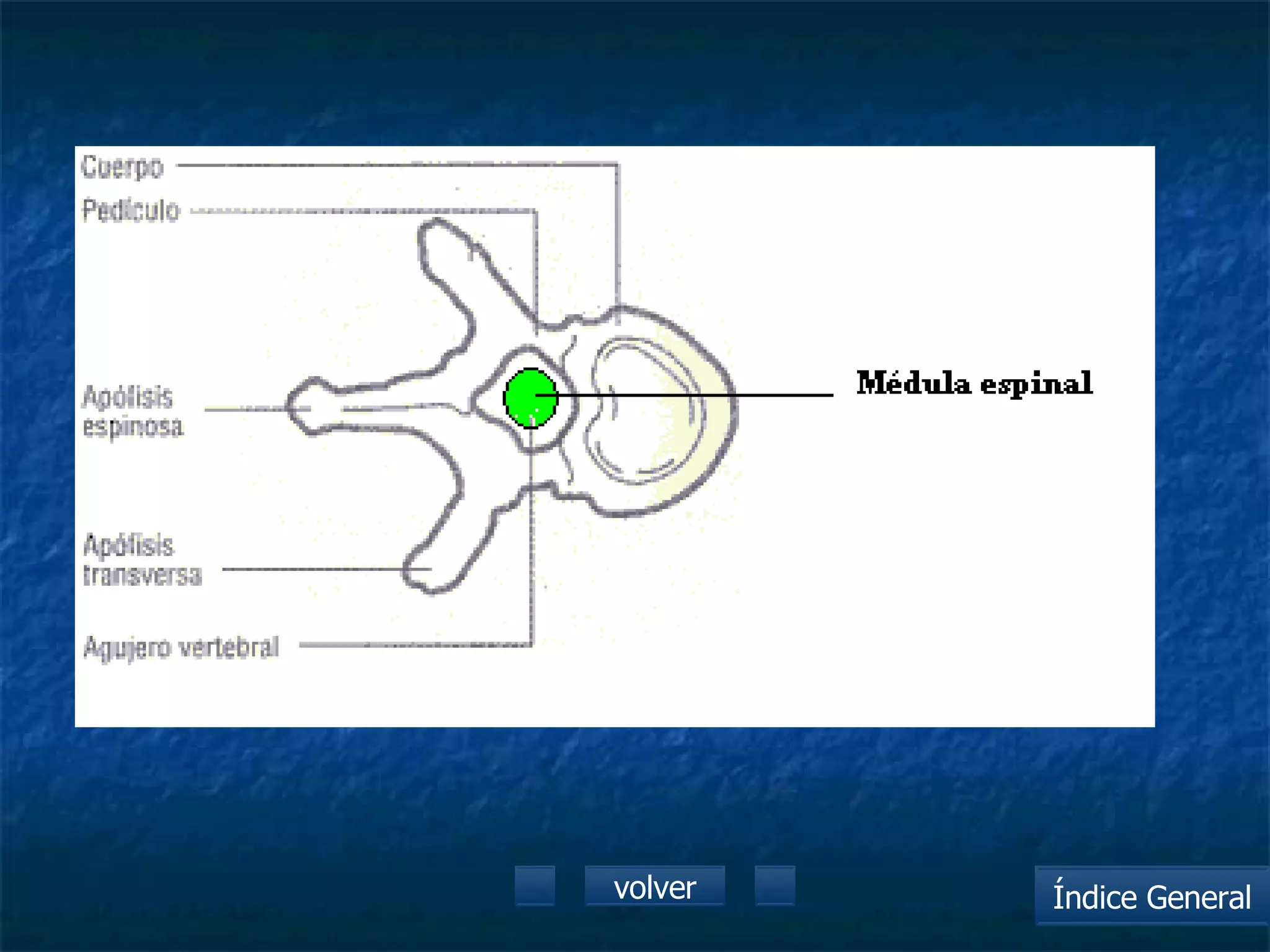 Medula Espinal | PPT