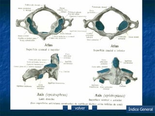 Medula Espinal | PPT