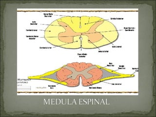 Medula Espinal | PPT