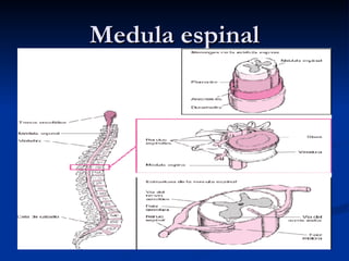 Medula Espinal | PPT