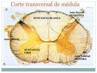 Medula Espinal | PPT