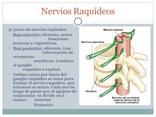Medula Espinal | PPT