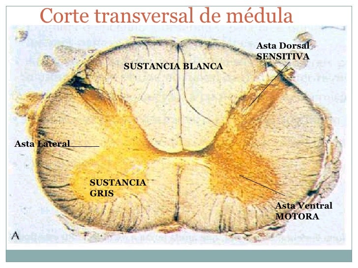 ¿Cómo Se Divide La Sustancia Blanca De La Médula Espinal – XFCWK