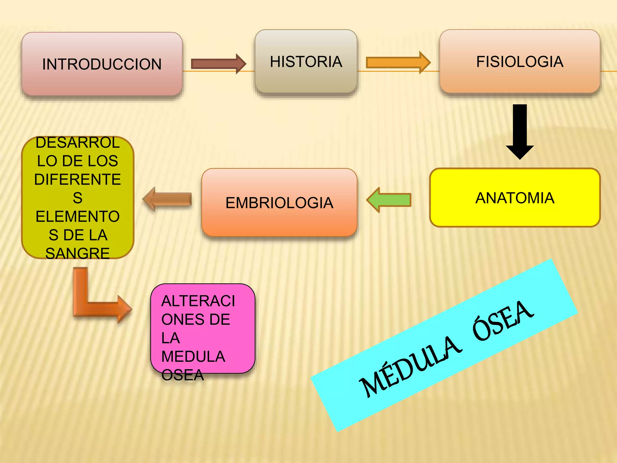 Medula osea completo | PPT