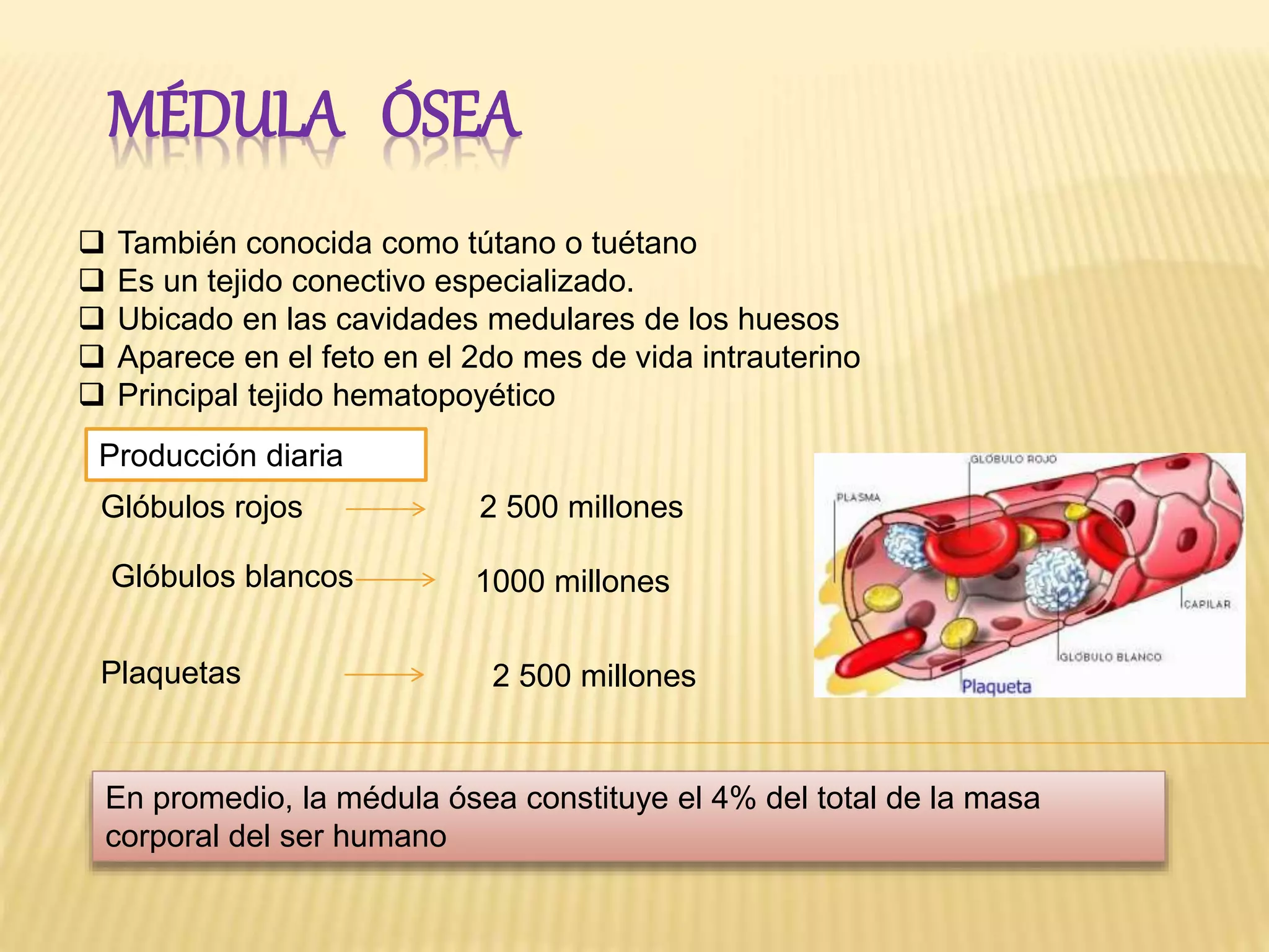 Medula osea completo | PPTX | Blood Disorders | Diseases and Conditions