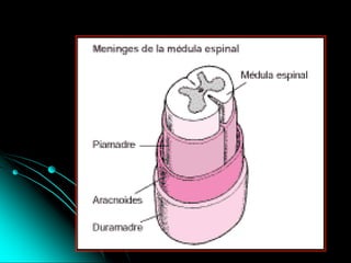 Medula espinal | PPTX