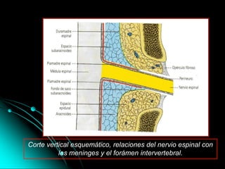 Medula espinal | PPTX