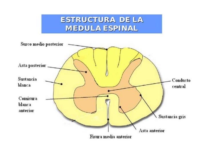 Neuroanatomia Estructuras A Identificar Medula Espinal – Bilarasa Neuroanatomia Estructuras A Identificar Medula Espinal – Bilarasa