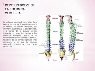 Medula espinal | PPTX