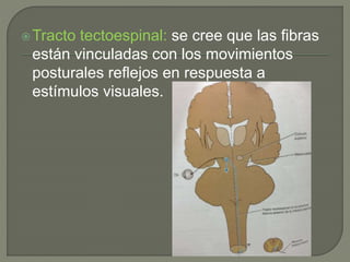 Medula espinal | PPTX