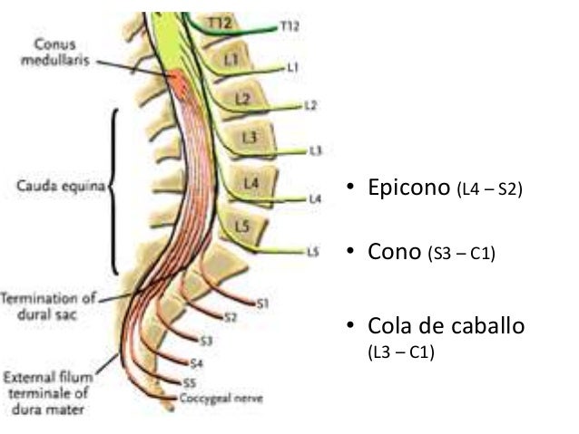 Medula espinal anatomía y patología