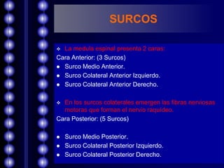Medula espinal | PPTX