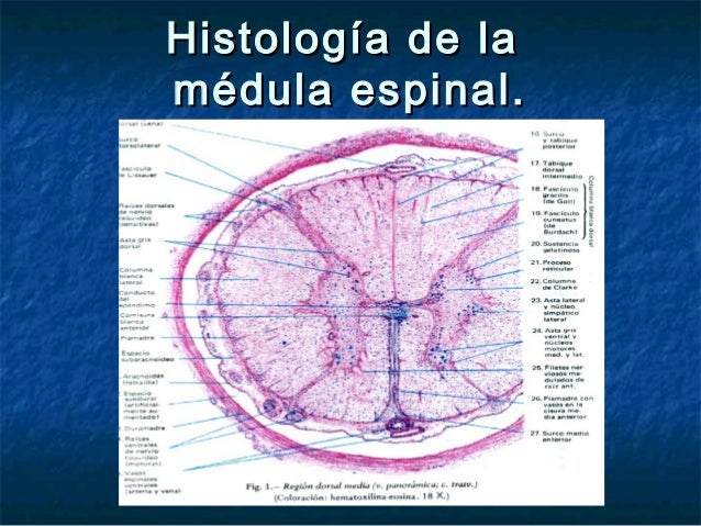 Medula espinal Medula espinal