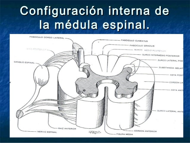 Medula espinal