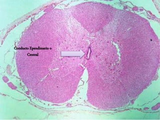 Medula Espinal | PPTX