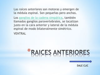 Medula espinal - BASES NEUROPSOCOLOGICAS | PPTX
