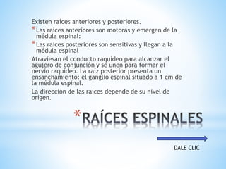 Medula espinal - BASES NEUROPSOCOLOGICAS | PPTX