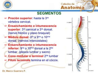 MEDULA_ESPINAL.pptx