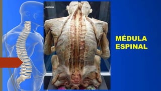 MEDULA ESPINAL.pptx