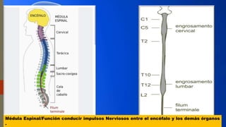 MEDULA ESPINAL.pptx