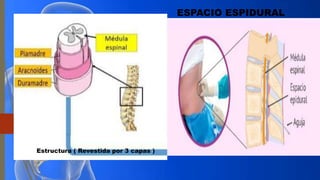 MEDULA ESPINAL.pptx