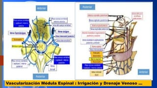 MEDULA ESPINAL.pptx