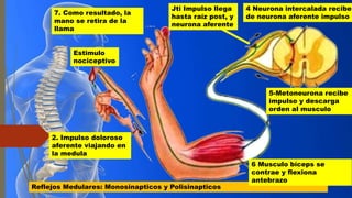 MEDULA ESPINAL.pptx