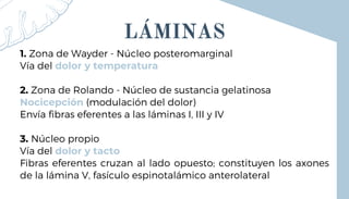 MEDULA ESPINAL ----------------------------- | PDF