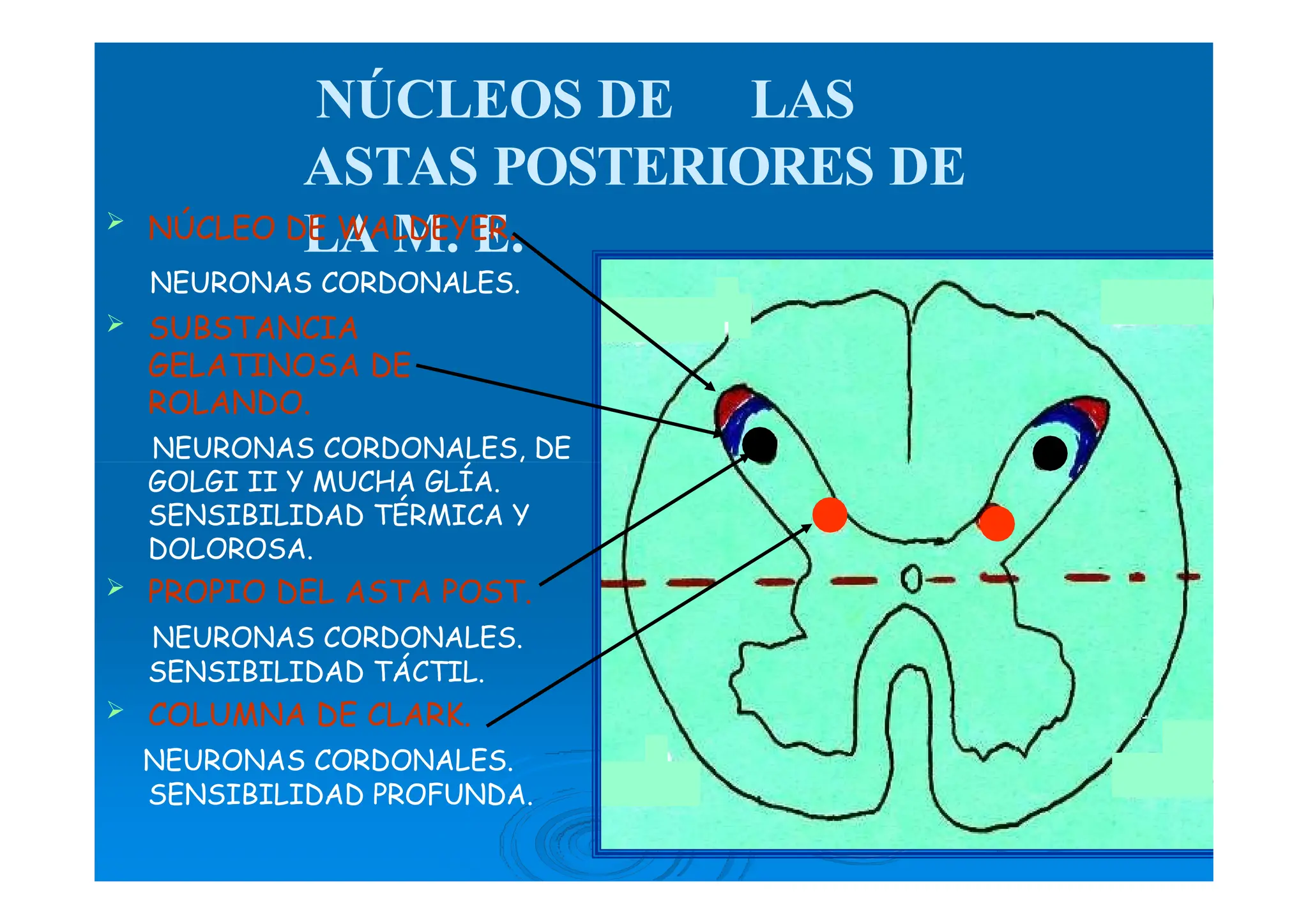 Medula espinal Y MENINGES ANATOMIA E HISTOLOGIA TEORIA | PPTX