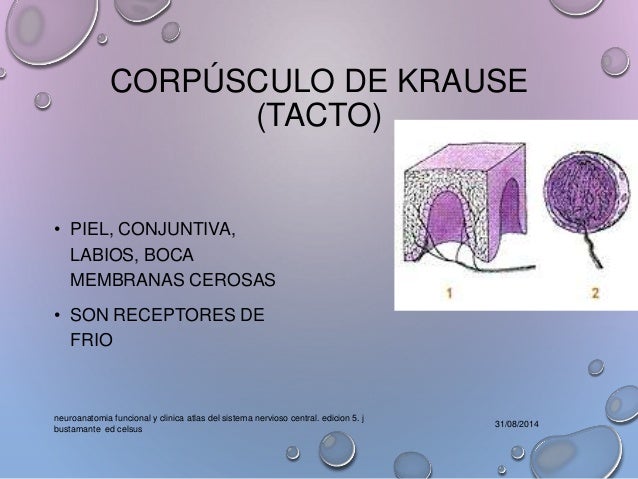 Medula espinal anatomia (1)