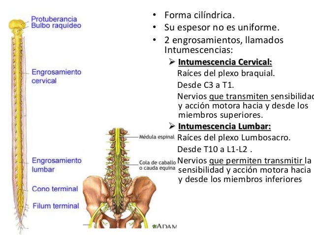Medula espinal