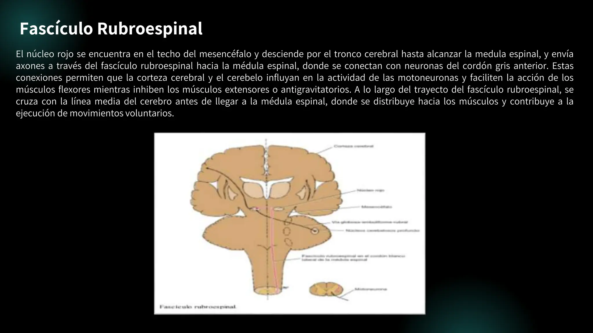 MEDULA ESPINAL ANATOMIA PRIMER AÑO..pptx