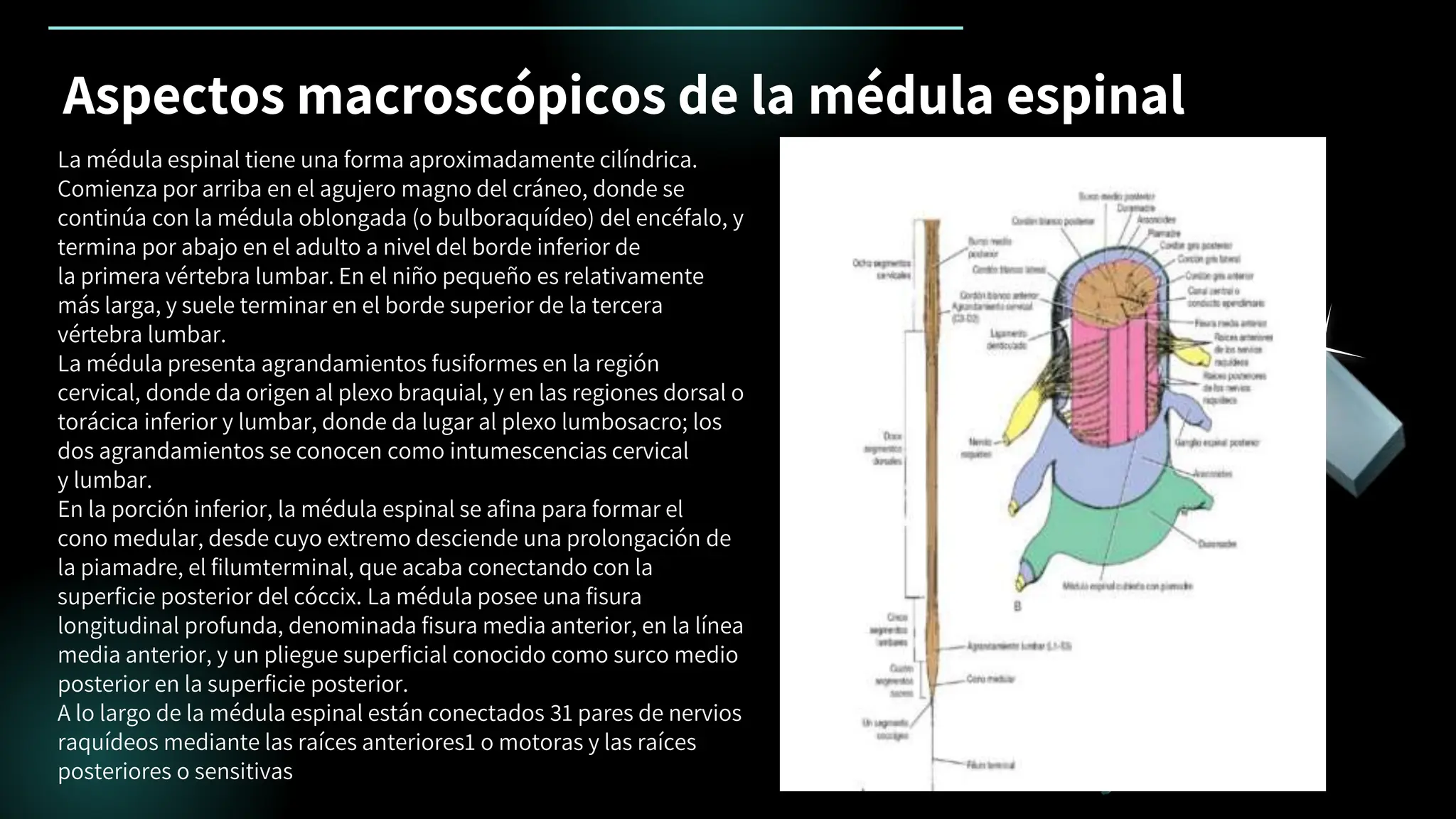 MEDULA ESPINAL ANATOMIA PRIMER AÑO..pptx