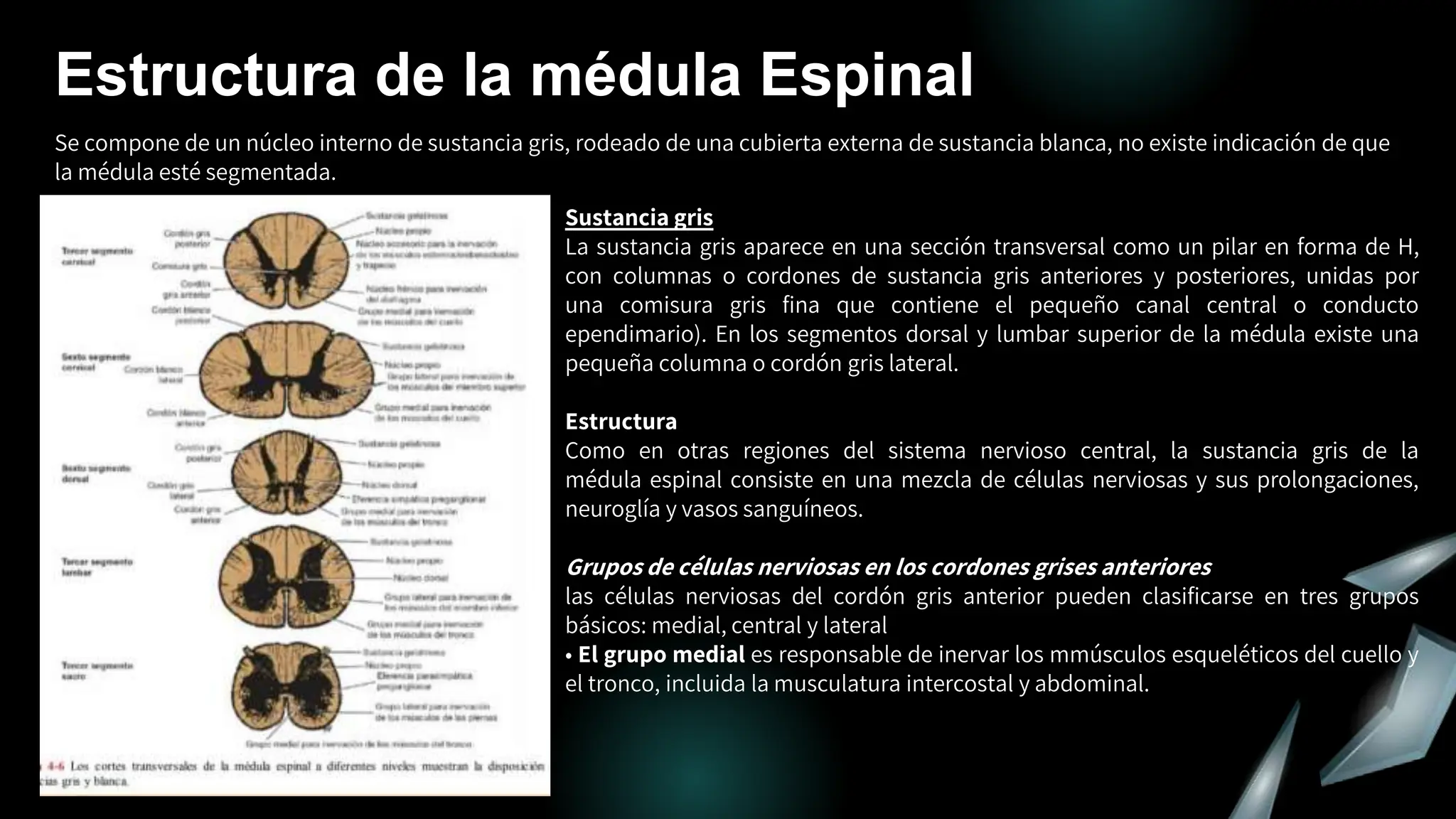 MEDULA ESPINAL ANATOMIA PRIMER AÑO..pptx
