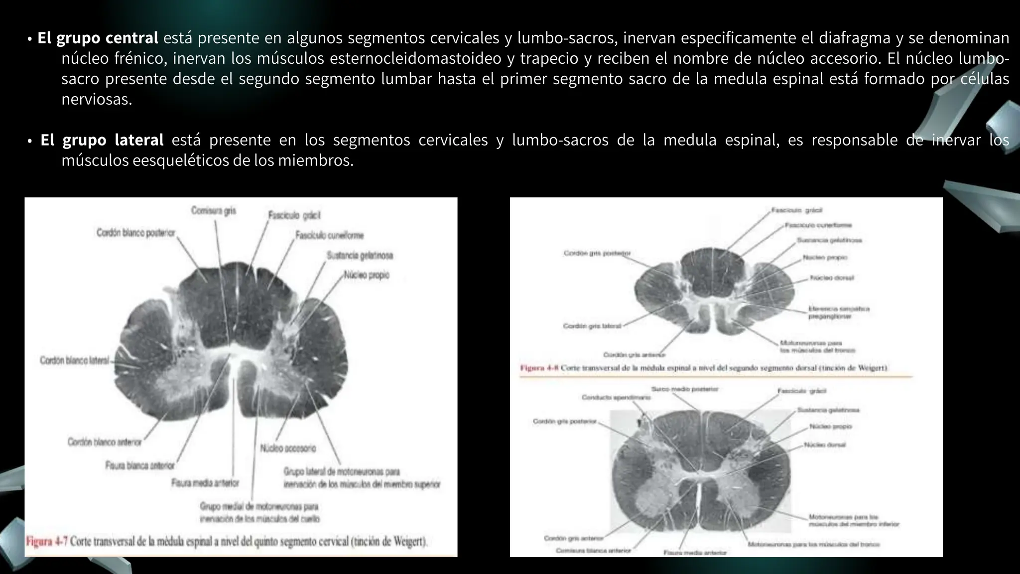 MEDULA ESPINAL ANATOMIA PRIMER AÑO..pptx