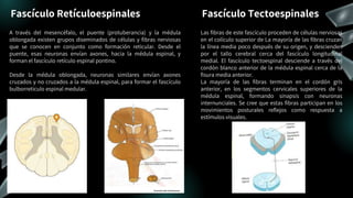 MEDULA ESPINAL ANATOMIA PRIMER AÑO..pptx