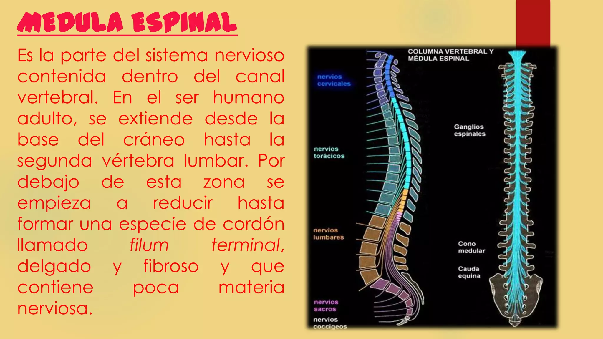 Medula espinal anatomia y enfermedades | PPT