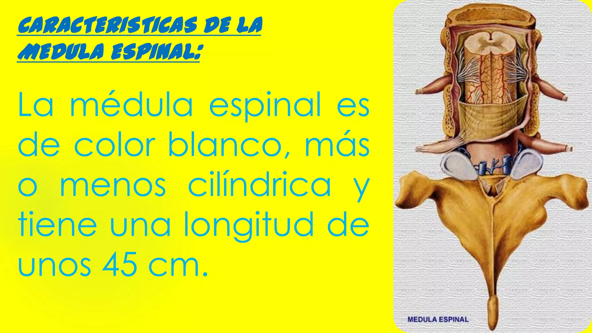 Medula espinal anatomia y enfermedades | PPT