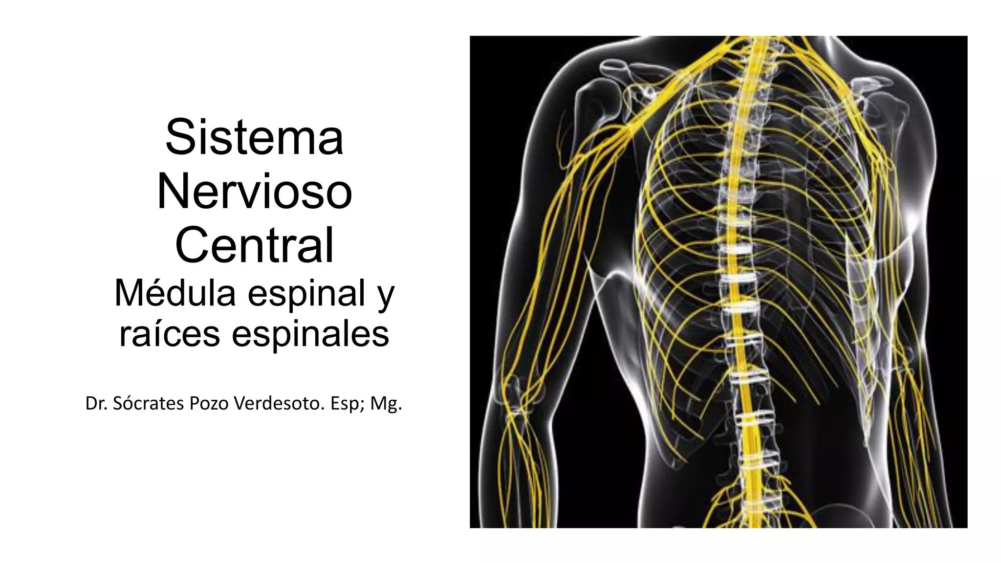 Anatomía Externa De La Médula Espinal TeLoResumo