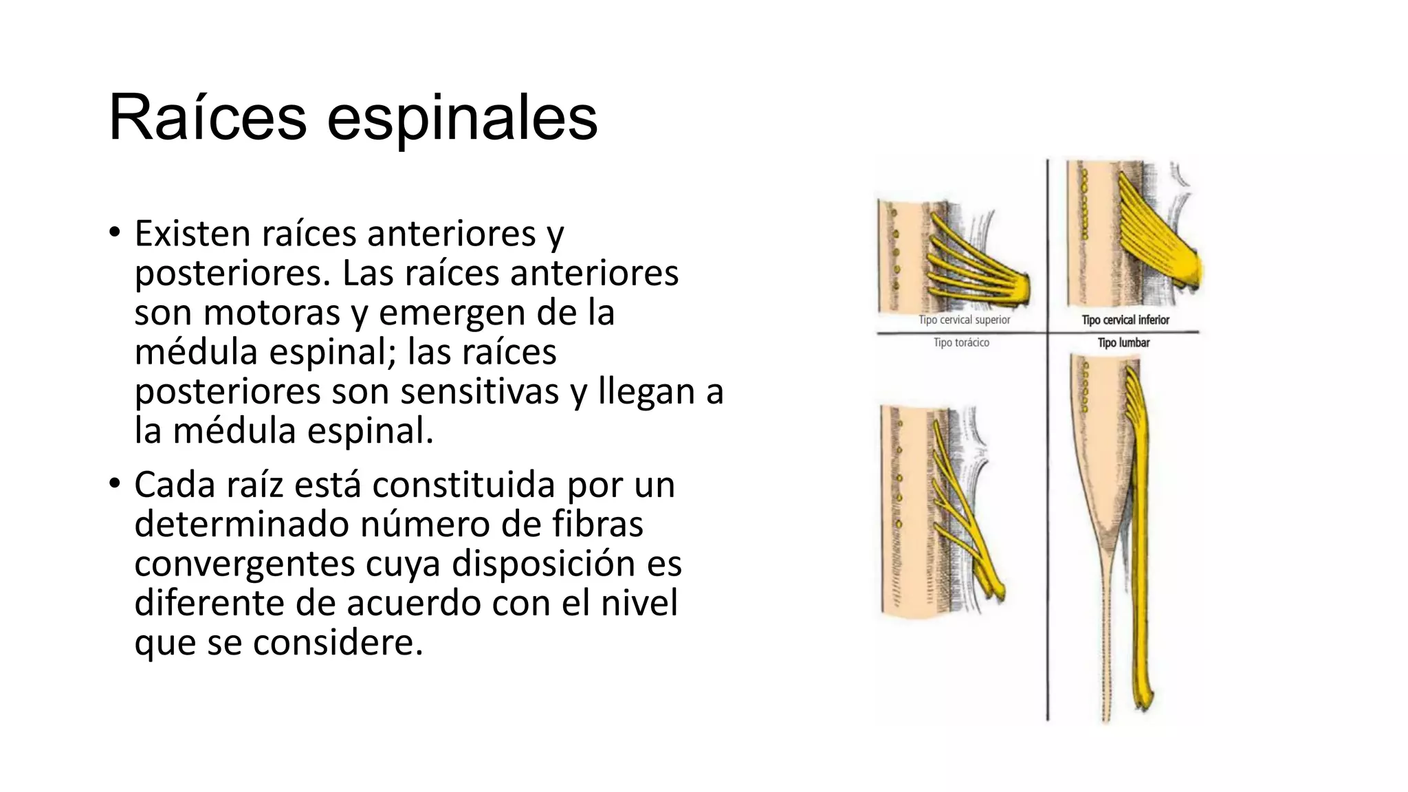 Anatomía de la Médula espinal. Configuración externa | PDF